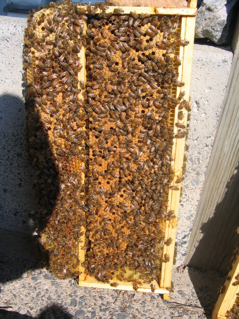 Natural comb | Beesource Beekeeping Forums