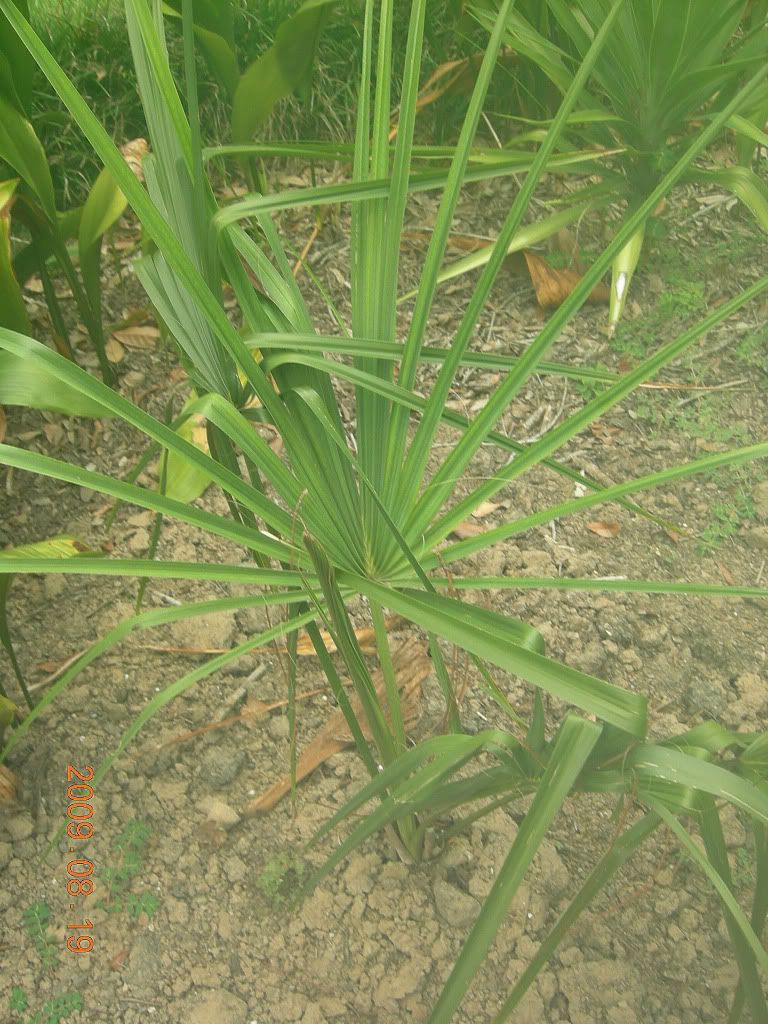 Happy Birthday - Kathyrn - OHANA NUI - OFF TOPIC SUB-FORUM - PalmTalk