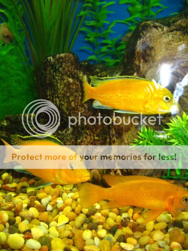 pics of mah fish | Cichlid Fish Forum