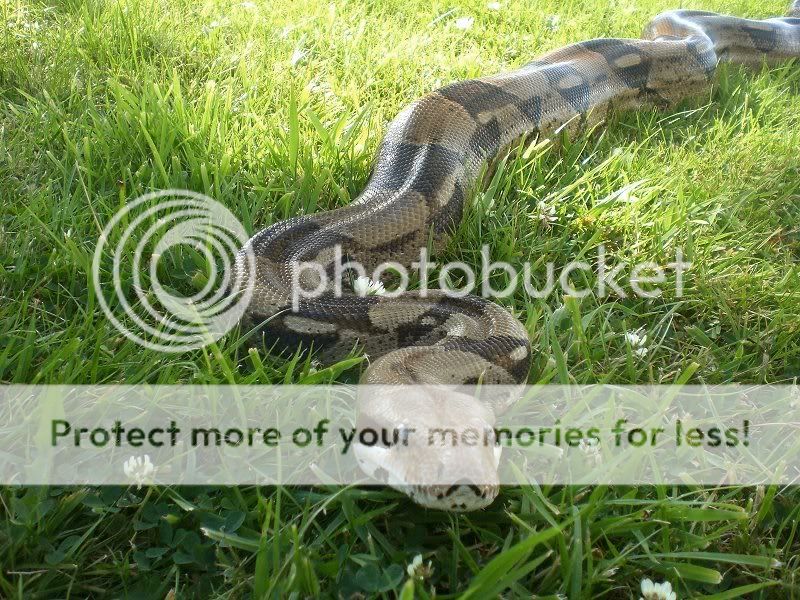 scotland snakes still for sale but better pics | Reptile Forums